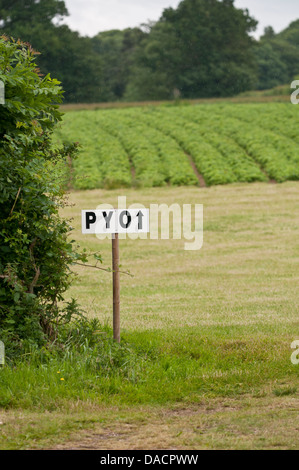Fruit and vegetables at pick your own PYO farm Stock Photo - Alamy