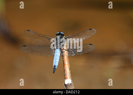 blue scarce chaser Stock Photo - Alamy