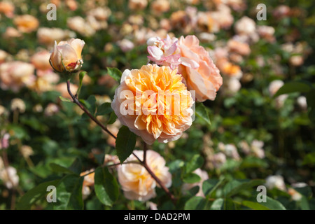 Rosa "Port Sunlight", Auslofty - orange rose by David Austin, at the ...