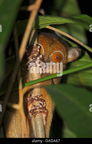 Horsfield's Tarsier, Western Tarsier Tarsius bancanus ssp. saltator ...