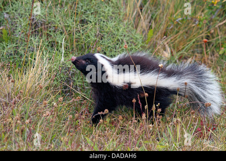 striped hog-nosed skunk (Conepatus semistriatus), walking, Costa Rica ...