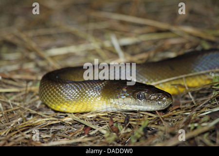 Olive Python (Liasis olivaceus Stock Photo - Alamy