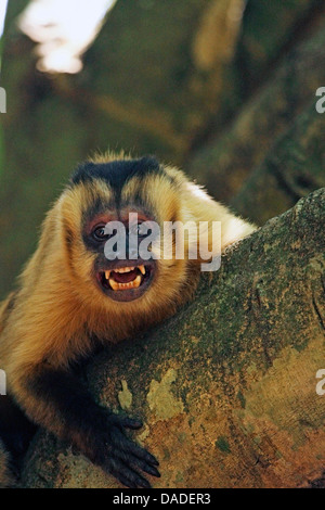 capuchins, ring-tailed monkeys (Cebus spec.), sitting and sticking out ...