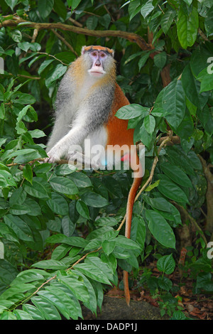 Eastern patas monkey, red guenon, red monkey, hussar monkey, nisnas ...