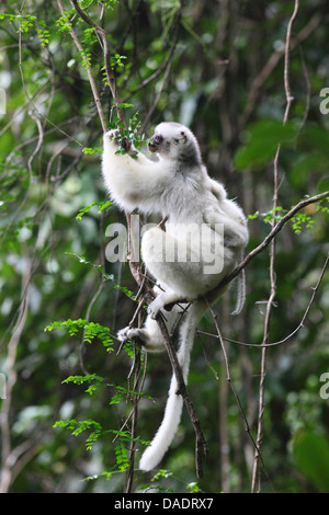 Female Silky Sifaka (Propithecus candidus) with 2-month old offspring ...