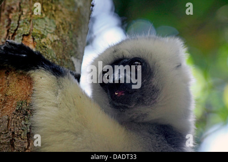 Silky Sifaka lemur (Propithecus candidus) Critically endangered ...