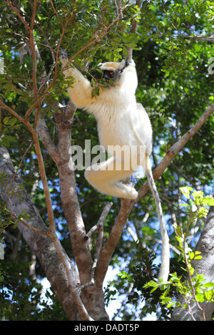 Golden-crowned sifaka, Tattersall's sifaka (Propithecus tattersalli ...
