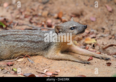 Narrow-striped mongoose, Malagasy narrow-striped mongoose (Mungotictis ...