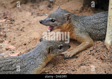 Narrow-striped mongoose, Malagasy narrow-striped mongoose (Mungotictis ...
