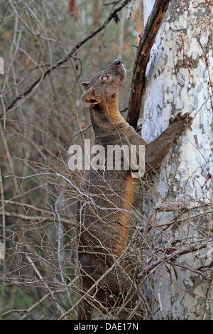 fossa (Cryptoprocta ferox), climbing a tree early morning, largest ...