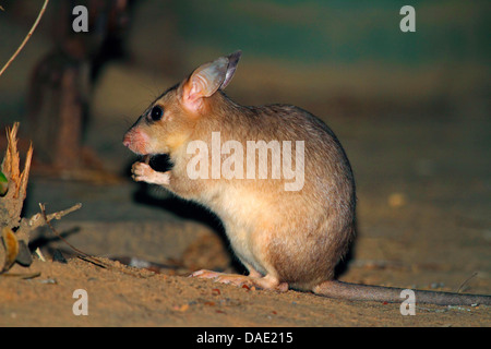 Giant jumping rat, Malagasy giant rat, Malagasy giant jumping rat ...