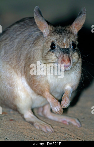 Giant jumping rat, Malagasy giant rat, Malagasy giant jumping rat ...