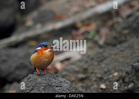 Madagascar malachite kingfisher (Alcedo vintsioides), sitting on rock ...