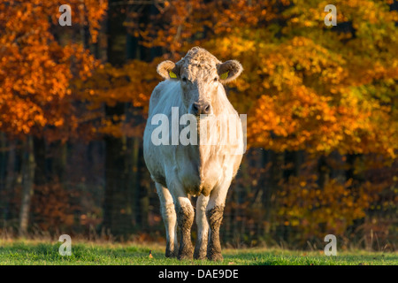 German Angus Cattle (Bos taurus), portrait of red individual Stock ...