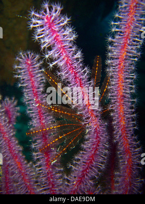 A vertical shot of underwater coral reefs and tropical fish Stock Photo ...