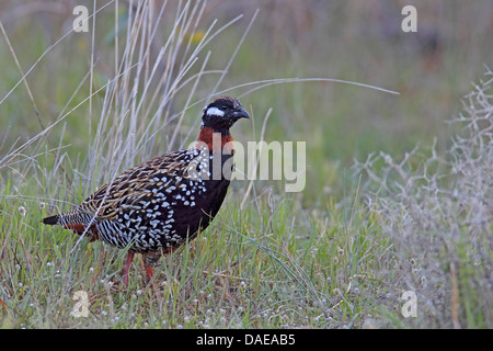 black partridge (Francolinus francolinus), male , Turkey, Birecik Stock ...
