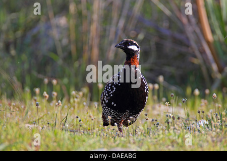 black partridge (Francolinus francolinus), male , Turkey, Birecik Stock ...