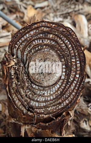 Cross-section Through A Banana Plant Stem Stock Photo - Alamy