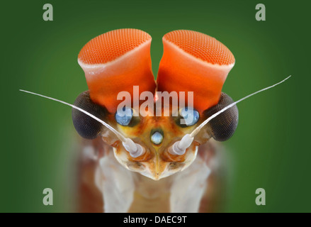 mayflies (Ephemeroptera), head of a male with typical large eyes for ...