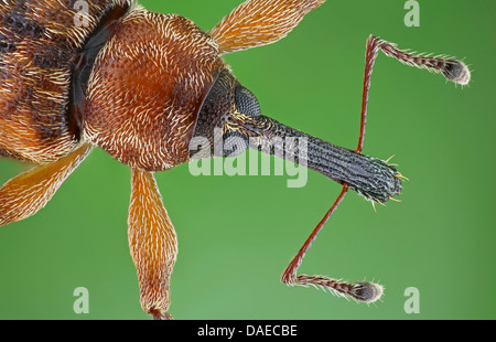 weevil (Dorytomus spec.), 4 mm large weevil, head, Germany Stock Photo ...