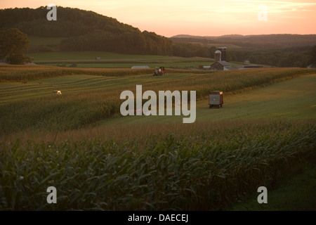 FARM CORNFIELDS HARVEST BROOKVILLE PENNSYLVANIA USA Stock Photo - Alamy