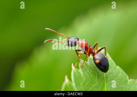 Four point ant (Dolichoderus quadripunctatus Stock Photo - Alamy