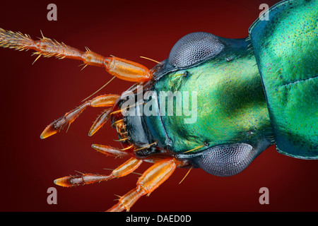 Groundbeetle (Anchomenus dorsalis, Platynus dorsalis), head of ground ...