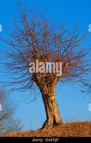 POLLARDED HORNBEAM TREE. CARPINUS BETULUS Stock Photo - Alamy