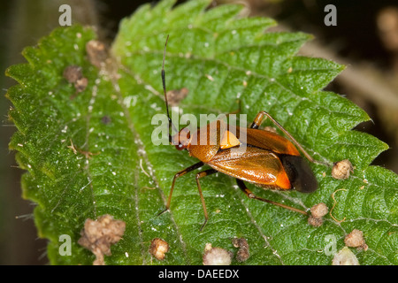 Capsid bugs (Deraeocoris ruber), sitting on a stinging nettle leaf ...