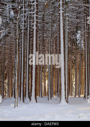 Scenery, spruce trunk, Picea Abies, wood Stock Photo - Alamy