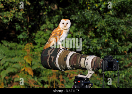 owl on camera lens Stock Photo - Alamy