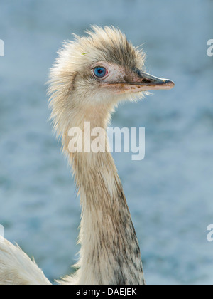 Greater Rhea portrait (Rhea americana) with snow background Stock Photo ...