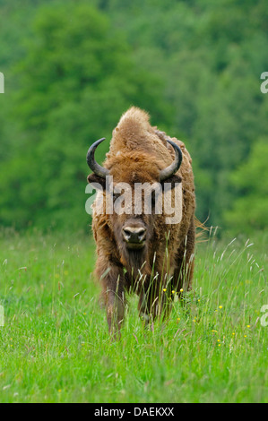 Wisent or European bison (Bison bonasus) one animal on white background ...