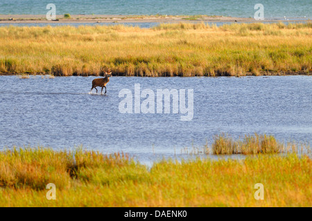Red Deer(Cervus elaphus), Western Pomerania Lagoon Area National Park ...