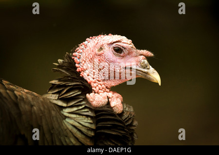 common turkey (Meleagris gallopavo), portrait Stock Photo - Alamy