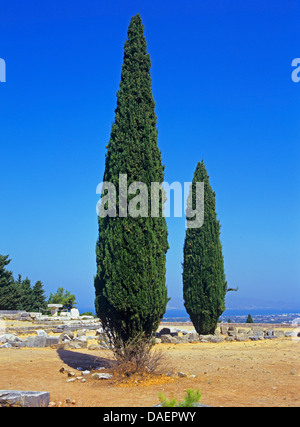 Mediterranean cypress (Cupressus sempervirens) evergreen conifer tree ...