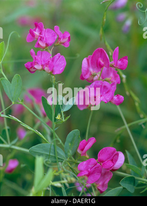botany, Sweet peas, (Lathyrus), Tuberous Pea, (Lathyrus tuberosus), on ...