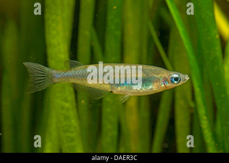 Nigrimas medakafish, black medaka (Oryzias nigrimas), male with nuptial ...