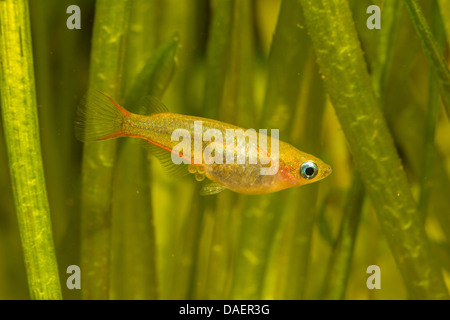 Daisy's Ricefish (Oryzias woworae), female carrying eggs Stock Photo ...