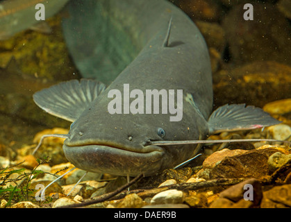 European Catfish, Wels Catfish (Silurus glanis), studio picture Stock ...