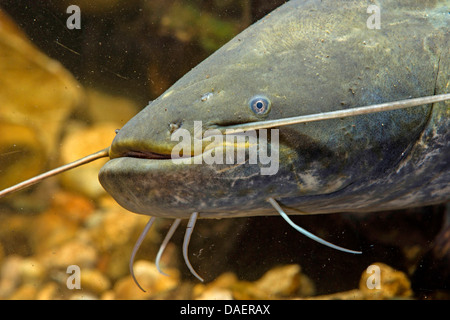 European catfish, Silurus glanis Stock Photo - Alamy
