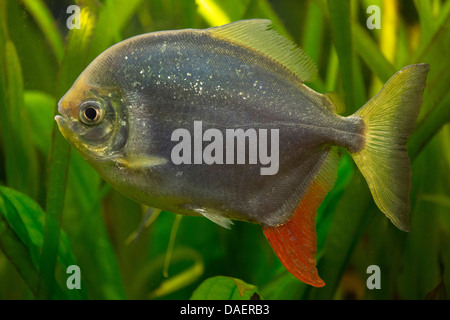 Redhook myleus a silver dollar fish species with shiny and glittery ...
