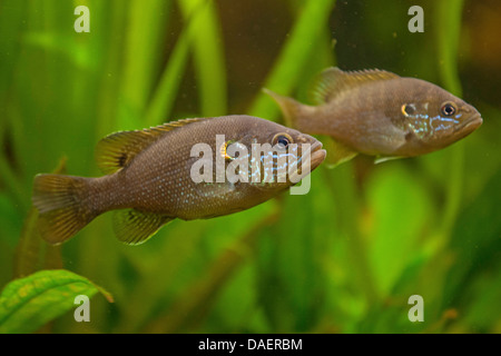 green sunfish (Lepomis cyanellus), male swimming at the gravel ground ...