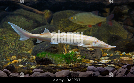 Sterlet or Sterlet sturgeon (Acipenser ruthenus Stock Photo - Alamy