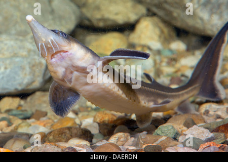 sterlet, Siberian sterlet (Acipenser ruthenus), albino and a normal ...