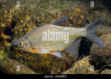 silver bream, white bream (Blicca bjoerkna, Abramis bjoerkna), swimming ...