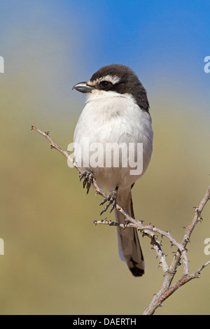 Southern Fiscal (Lanius collaris collaris) perching on a pole Stock ...