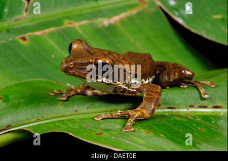 tropical frog species (Polypedates cruciger), sitting on a leaf, Sri ...