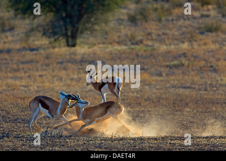 Springboks (Antidorcas marsupialis), fighting males, rainy season with ...