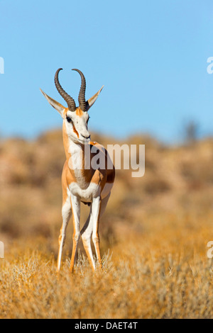 springbok springboks gazelle gazelles bovid bovidae herbivore ...
